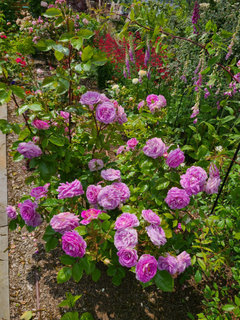 Arctic Blue rose storm!