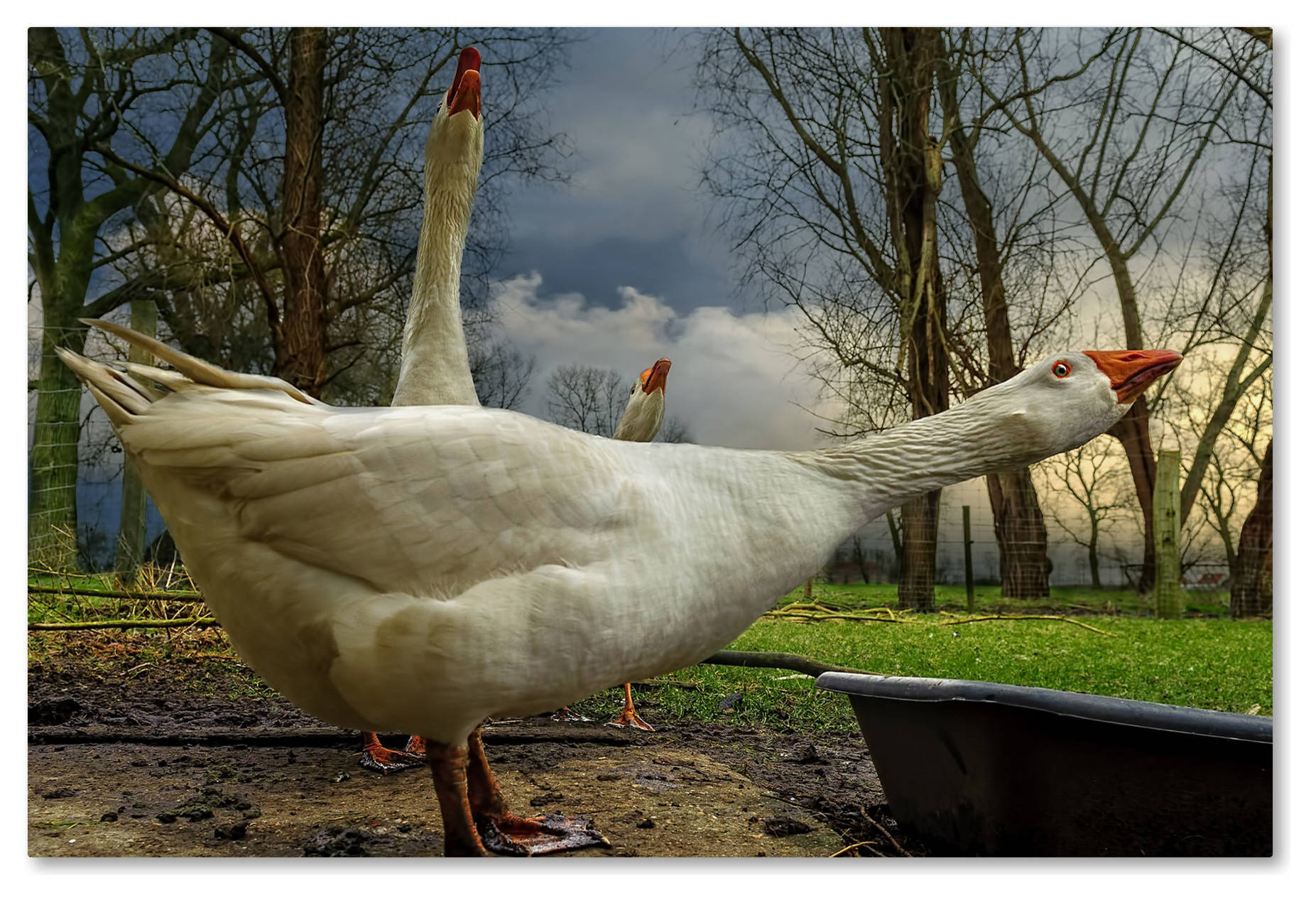 Piet Flour 'The 3 Geese' Canvas Art, 22"x32" - Farmhouse - Prints And ...