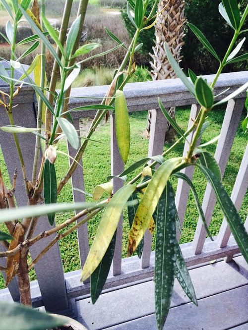 Oleander dying