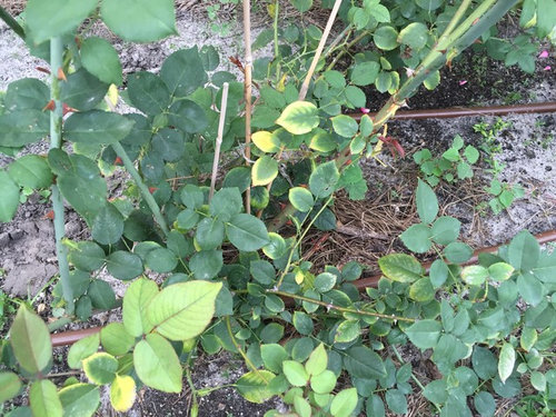 Nutritional deficiencies on rose leaves in west coast FL?