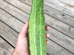 Pale green cucumbers