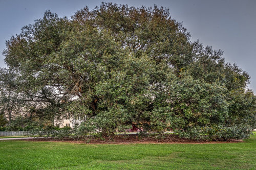 Amazing Compton oak VA