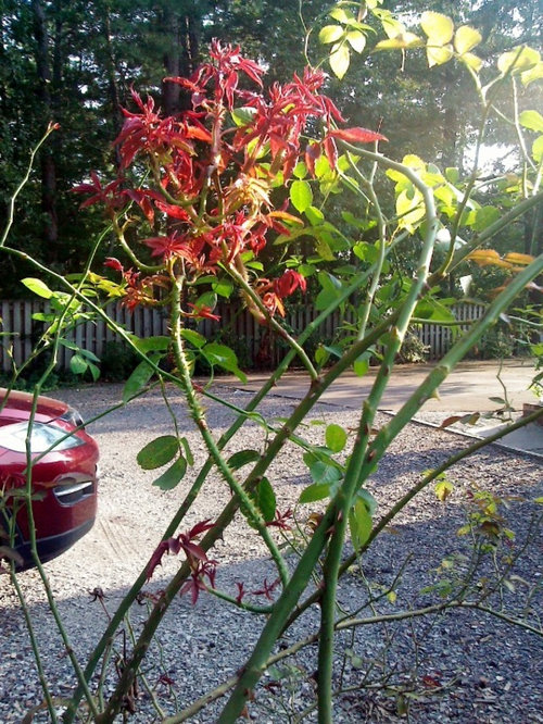 RRD? Round up damage?