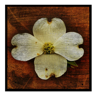 John W. Golden 'White Dogwood' Canvas Art, 35"x35" - Contemporary ...