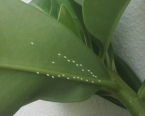 HELP! Darted pest eggs on leaf ... Que es esto?