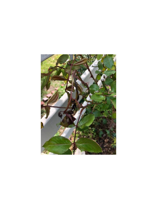 Is this Round-up damage?