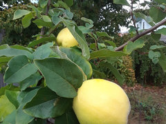 Crimea quince fruit review | Houzz Forum