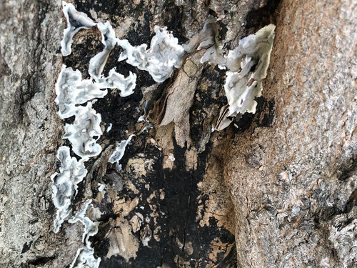 Is my red maple dying?