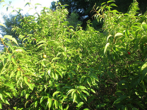 Wild Cherry Shrub?