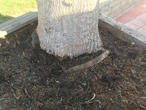 Help! Poplar Tree dying? | Houzz Forum