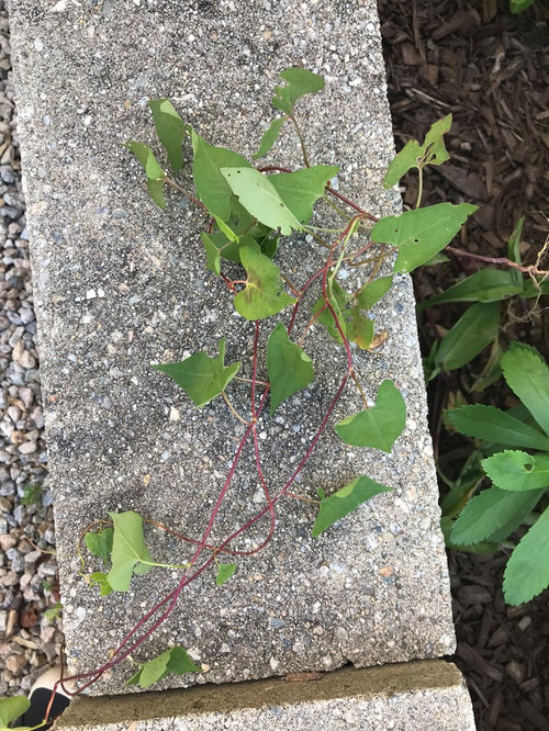 Red stemmed vine and leafy weed id