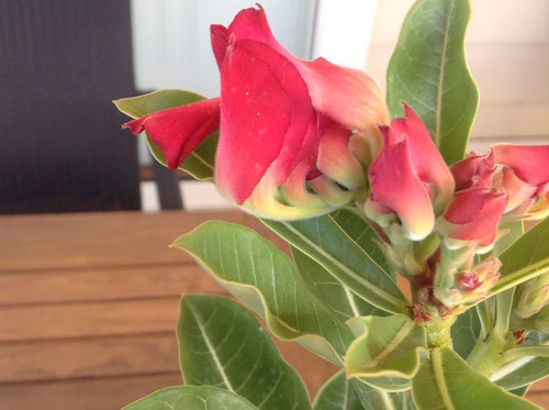 Very Goofy Looking Flowers | Houzz Forum