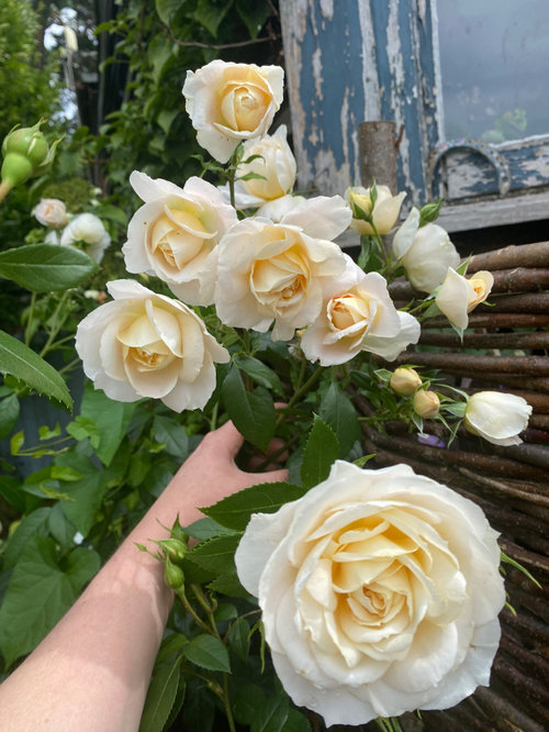 Your Best Kordes Roses