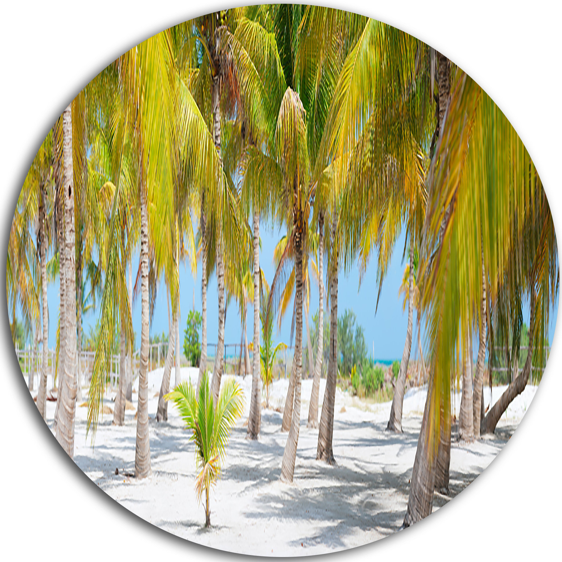 Palm Trees, Landscape Photography Large Disc Metal Wall Art, Disc of 23 ...