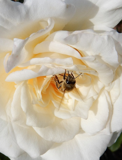 'Snowbird' | Houzz Forum
