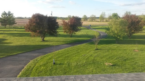Tulip Tree, safe distance from Asphalt driveway