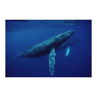 "Humpback Whale pair underwater, Hawaii" Paper Print by Flip Nicklin ...