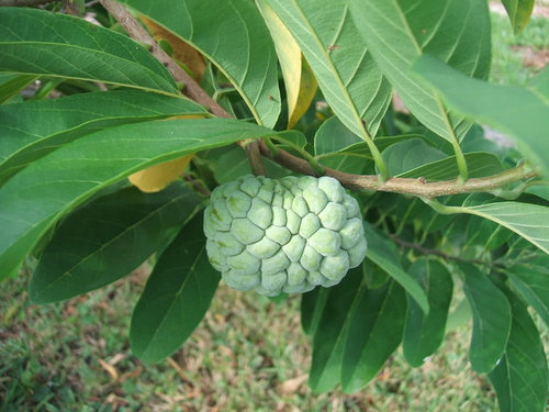 Sugar Apple