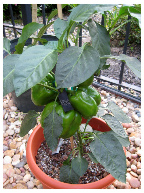 Sunburn damage on the back/bottom of my peppers? | Houzz Forum