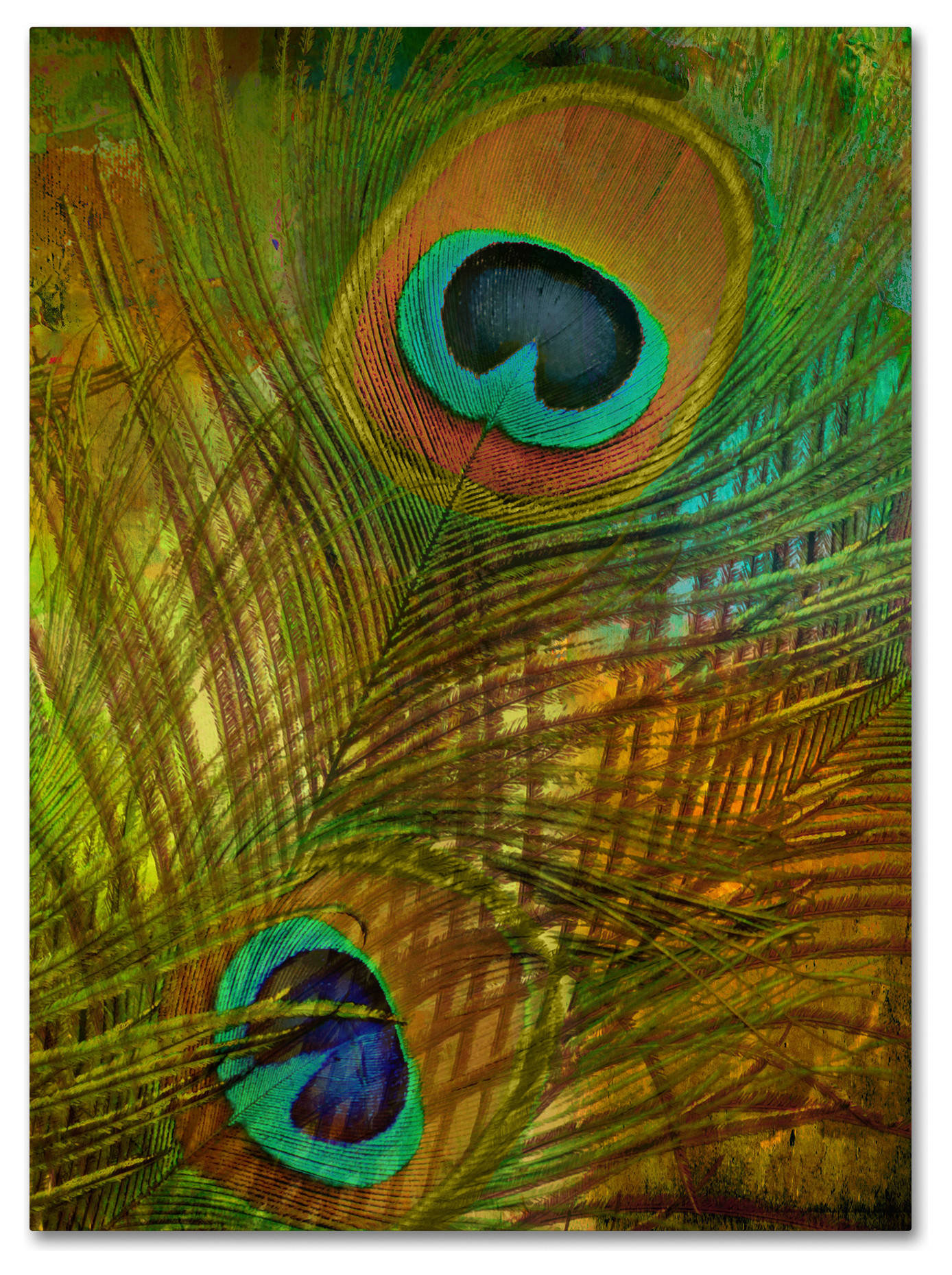 Color Bakery 'Peacock Candy II' Canvas Art, 14"x19" - Tropical - Prints ...