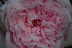 Sweet Frances from Antique Rose Emporium