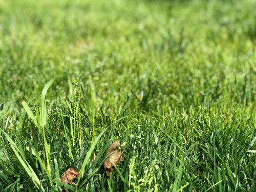 Grass identification and guidance (TTTF and KBG?)