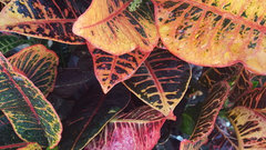 Croton Flower: What Now?