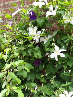 2019 Clem flower show