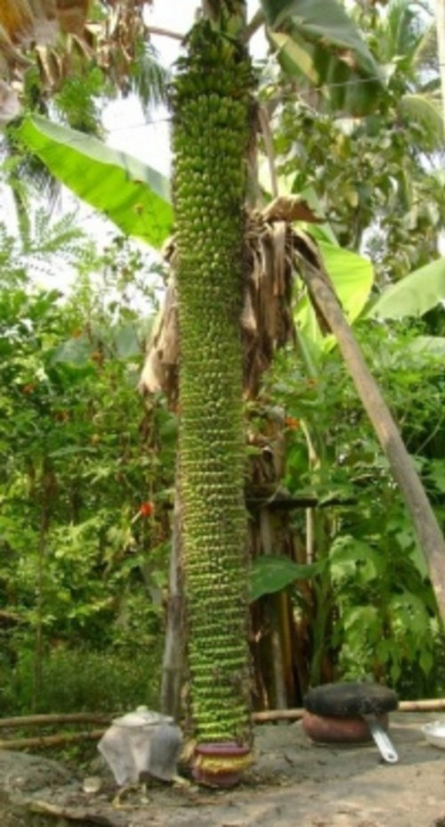 Longest banana cluster ever!