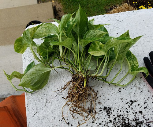 Pothos Root Rot - Why?