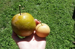 Deformed pears, cause?