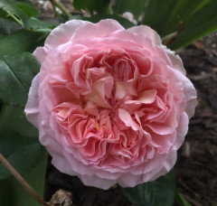 Best fruity fragrance: roses with strong and delicious scents