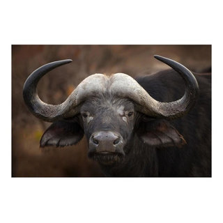 "A Buffalo Portrait" Digital Paper Print by Mario Moreno, 20"x14", 26 ...