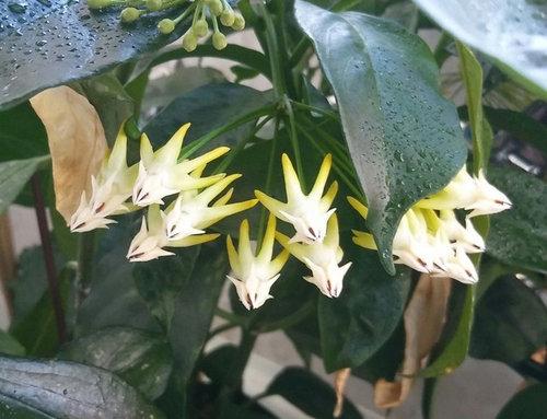 Hoya Multiflora varieties?