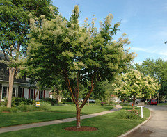 Small airy tree for backyard birdwatching