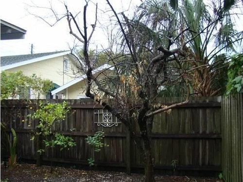 My Old Orange Tree...dead. | Houzz Forum