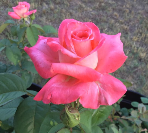 Beverly bush shot, etc.