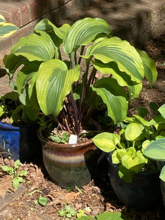 Hosta M 2021 ....................