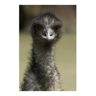 "Emu portrait, native to Australia" Paper Print by San Diego Zoo, 14 ...
