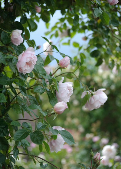 8 Of The Best Old English Roses - gardenpicsandtips.com