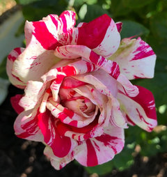 2019 USA New Rose Introductions | Houzz Forum