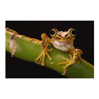 "Chachi Tree Frog adult, Choco Rainforest, Ecuador" Paper Art, 26"x18 ...