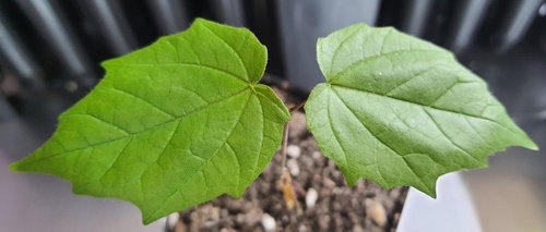 Identifying maple seedlings