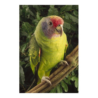 Red-Tailed Amazon Portrait, Atlantic Forest Ecosystem, Brazil-Paper Art ...