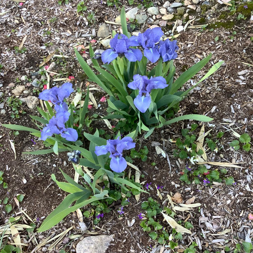 Dwarf Bearded Iris Blooming