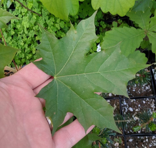 Hybrid shantung maple