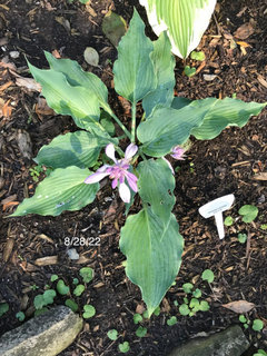 Hosta W 2022 ....................