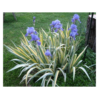Iris Variegata - Atlanta - par McBrayer Landscapes | Houzz