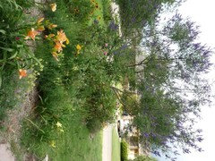 vitex pruning