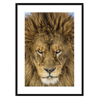 "Serious Lion" Framed Digital Print by Mike Centioli, 20"x26", 26"x36 ...